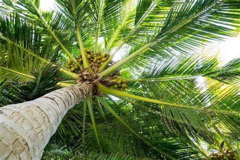 Growing Coconut Trees How To Plant And Raise The Tropical Icon
