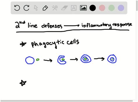 SOLVED The Human Body Consists Of Three Lines Of Defense Briefly Describe What They Are And How