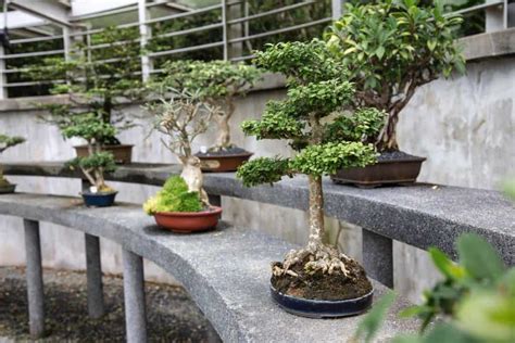 How Long Do Bonsai Trees Take To Grow Plantly