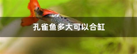 孔雀鱼多大可以合缸 鱼百科