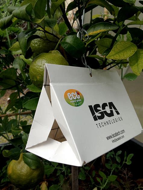 Ocp Citrus Leafminer Trap — Gardening Direct Australia