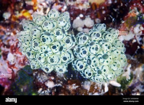 Sea Squirts Colonial Ascidian Tunicates Sea Squirts On A Coral Reef Photographed On The