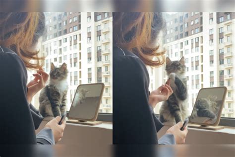 主人窗边化妆猫咪盯着看下一秒拿手揽住刷子求主人给其化妆聪明又臭美 化妆 主人 刷子