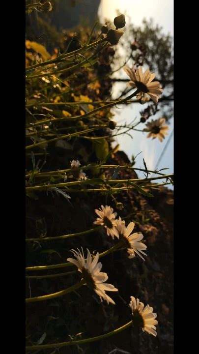 Mohd Naved On Linkedin Navclicks Linkedinheadshot Linkedinphoto Videoproduction Videographer…