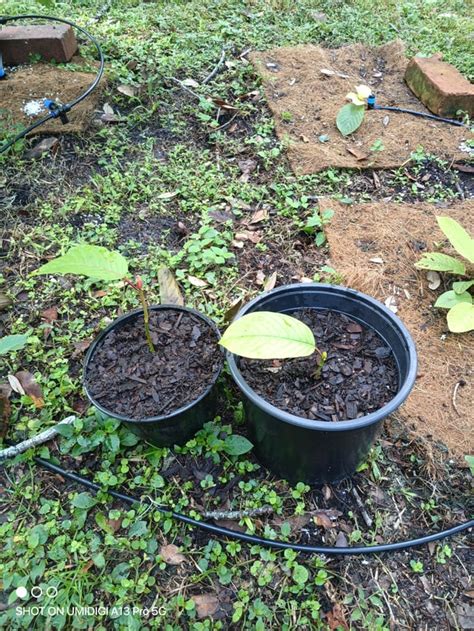 Mitragyna Speciosa Rplantsforsale