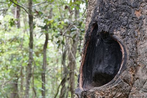 Balsam Gurjun — Tru Elements