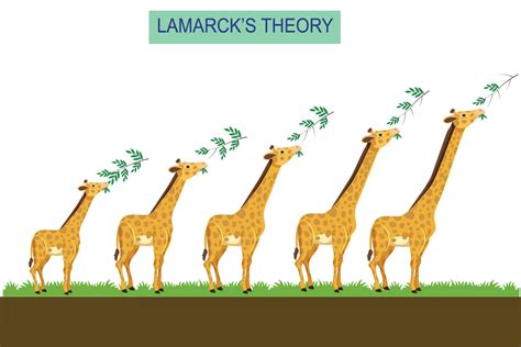 Lamarcks Theory Of Evolution Of Giraffes Neck During Their Lifetime