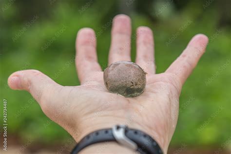 Bubble Algae Valonia Ventricosa Lie On A Hand At The Green Background