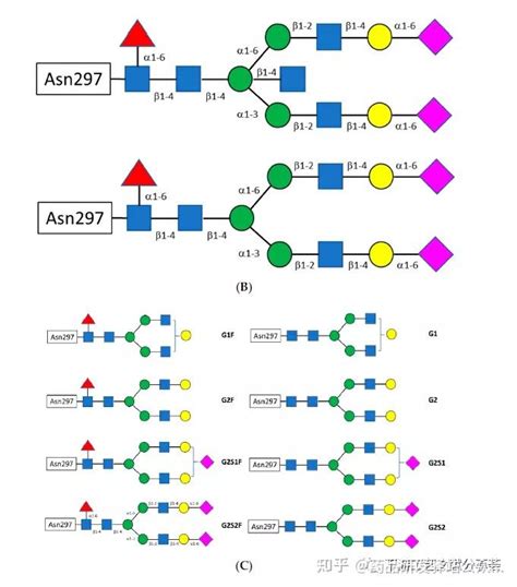 抗体的结构和功能 知乎