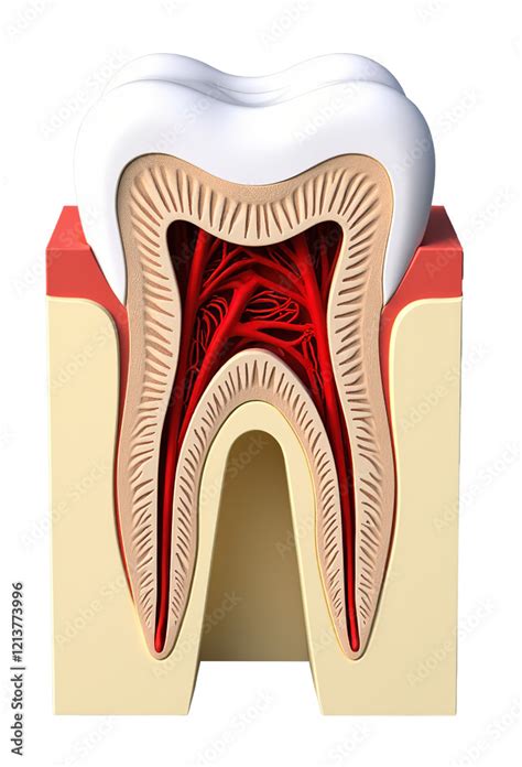 Dental Anatomy 3d Tooth Model Tooth Structure Cross Section Root