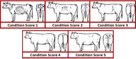 Bovine Embryo Transfer Absolute Genetics