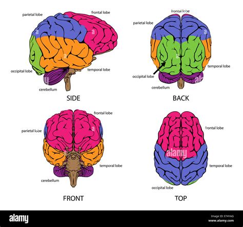Human Brain Side View Hi Res Stock Photography And Images Alamy