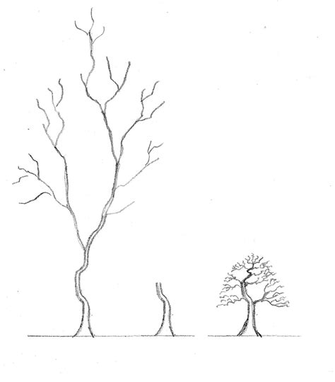 Stick Tree Drawing At GetDrawings Free Download
