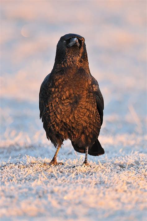Juanma Hernández · Fotografía De Naturaleza · Galería De Aves · Passeriformes