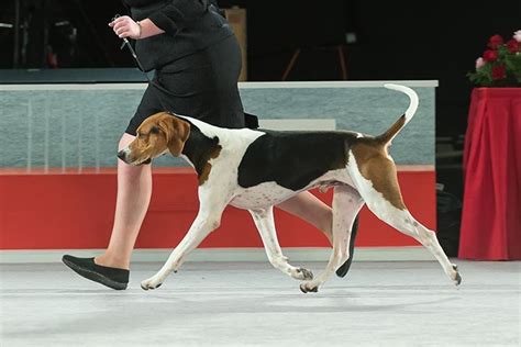 Facts About The Treeing Walker Coonhound That You May Not Know