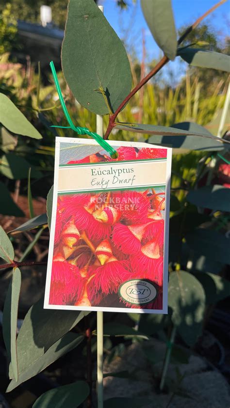 Eucalyptus Euky Dwarf — Rockbank Nursery