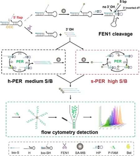 Highly Sensitive Flow Cytometry Biosensor With A High Signal To Background Ratio For Fen1