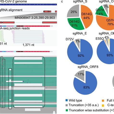 Phasing Structural Variants On Subgenomic Rna Sgrna Derived Download Scientific Diagram