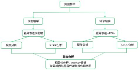 转录组与代谢组 北京博奥麦斯科技有限公司