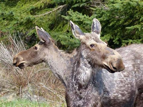 Chernobyl Mutations Animals Chernobyl Mutations Animals
