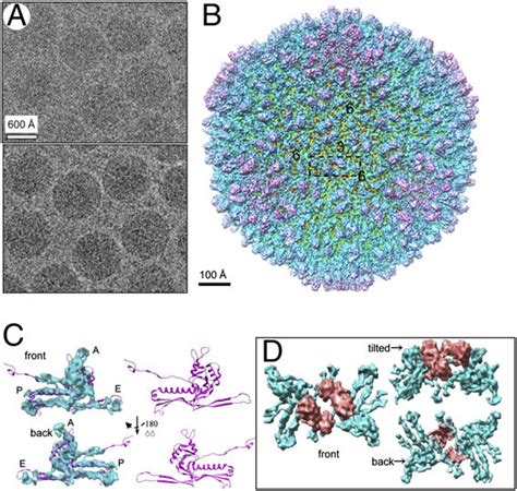 Subnanometer Resolution Reconstruction Of The Head Revealed The Fold Of