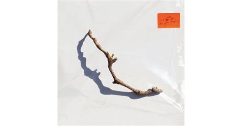 I Inside The Old Year Dying Pj Harvey Lp Music Mania Records Ghent