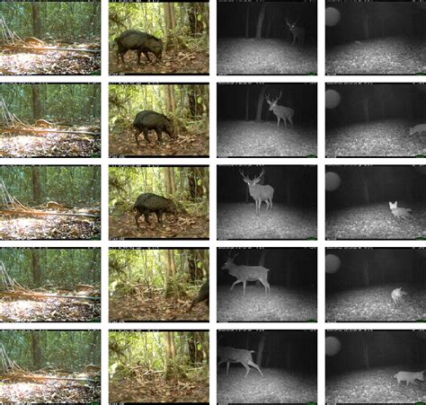 Towards Real Time Object Detection On Edge With Deep Neural Networks