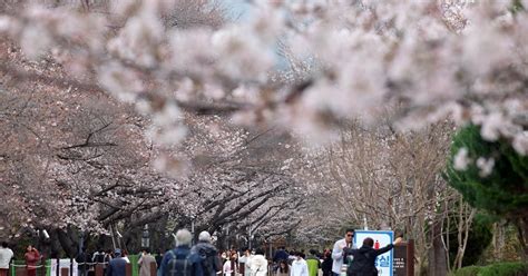 진해 경화역 벚꽃 추억