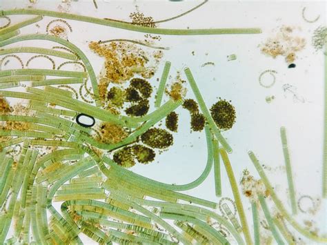 Powerful And Compact Cell Imager With Fluorescence Aquatic Sensors