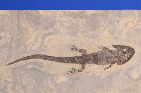 Amphibian Fossil Sclerocephalus Sp These Salamander Like Amphibians Once Inhabited Swamps In