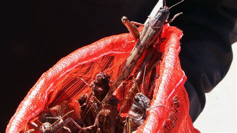 Half A Million Insect Species Face Extinction Scientists