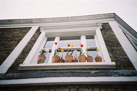 All My Puny Sorrows Bookswept