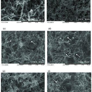 A Schematic Diagram Of H2S Gas Sensor B Optical Image Of H2S Gas Download Scientific