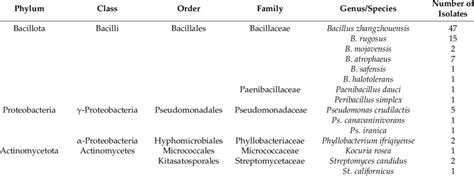 Molecular Identification Of Antagonistic Bacteria By 16s Rna Sequence Download Scientific