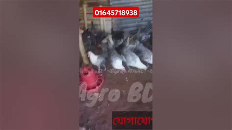 ডিম পাড়া ফাউমি মুরগি বিক্রি হবে রাজশাহী ডিম পাড়া ফাউমি মুরগির দাম কত Youtube