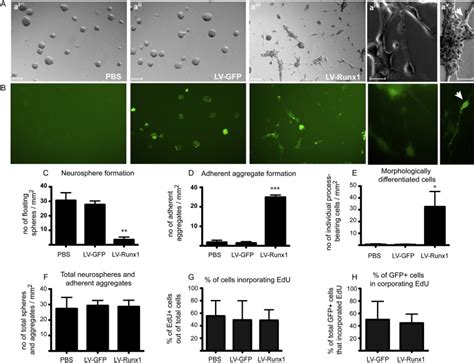 Runx1 Over Expression Induces Adherence And Morphological Download