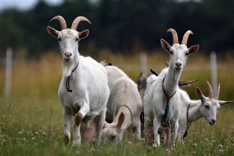 Raising Goats Tips For Building A Suitable Pen