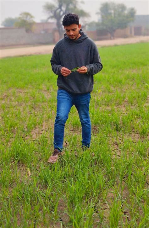 Muhammad Jawad Asghar On Linkedin Wheat 🌾 Crop Visit 1st Irritation 8 Tillers At Age Of 32 Days