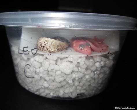 Leopard Gecko Egg Incubator For Sale At Eliza Sizer Blog