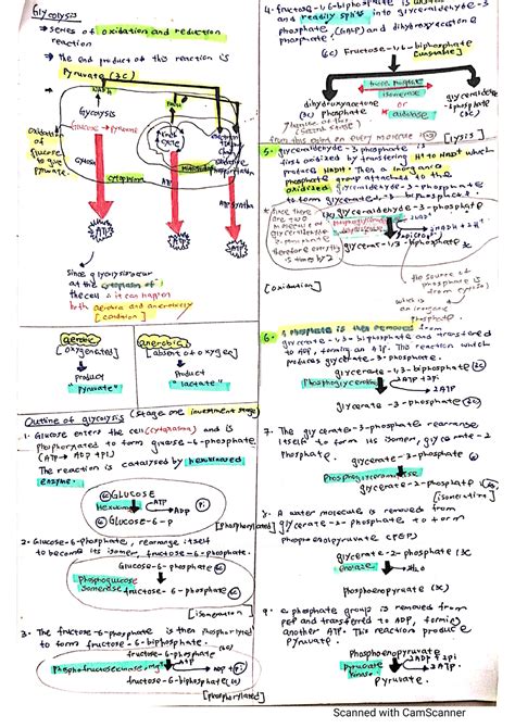 Biochemistry Studocu