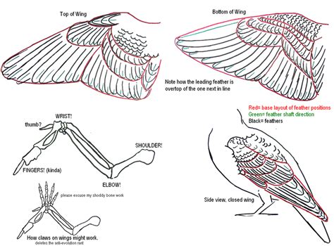 Wing Anatomy Drawing Reference At Mason Mullan Blog