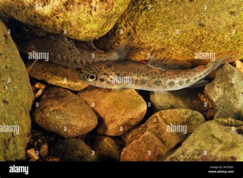 Brook Trout Fry Brook Trout Fry