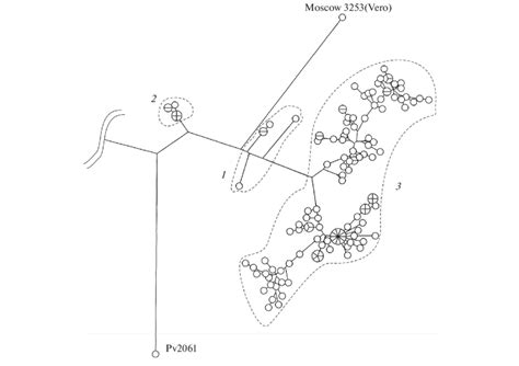 A Separate Representation Of Cluster 1 From The Phylogenetic Tree On Download Scientific