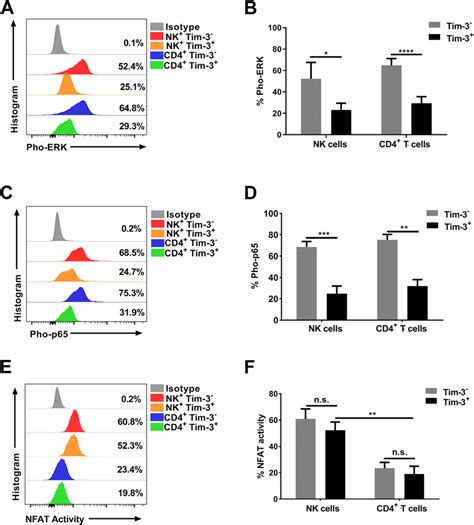 Erk Phosphorylation Nfκb P65 Phosphorylation And Nfat Activity In Download Scientific Diagram