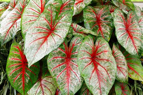 How To Grow Elephant Ears Care Tips For Elephant Ear Plants Garden Design
