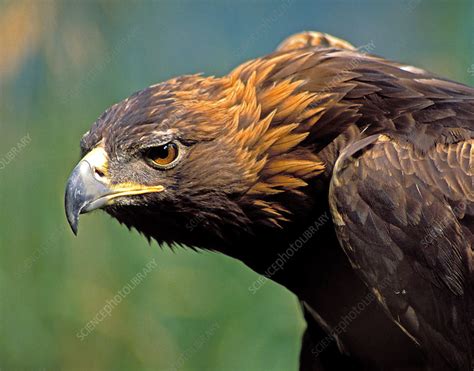 Golden Eagle Aquila Chrysaetos Stock Image Z8320263 Science