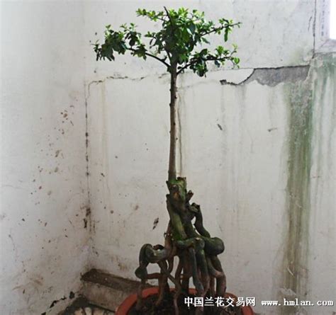 金弹子盆景制作技术树初学如何造型小苗拿弯造型第10页大山谷图库