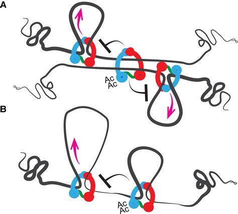 Sister Chromatid Cohesion Halts Dna Loop Expansion Molecular Cell