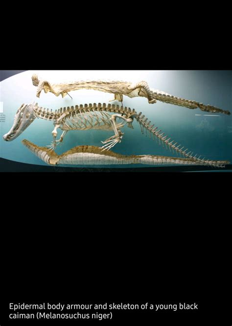 Question How Does Epidermal Armor Differ Both In Function And Presence