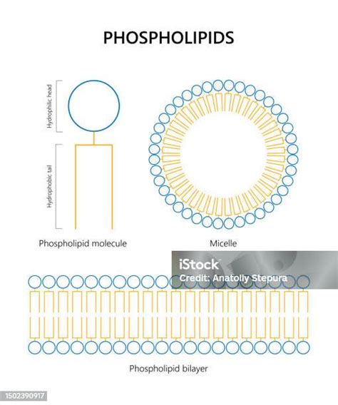 Molekul Fosfolipid Lipid Bilayer Misel Ilustrasi Stok Unduh Gambar Sekarang Fosfolipid